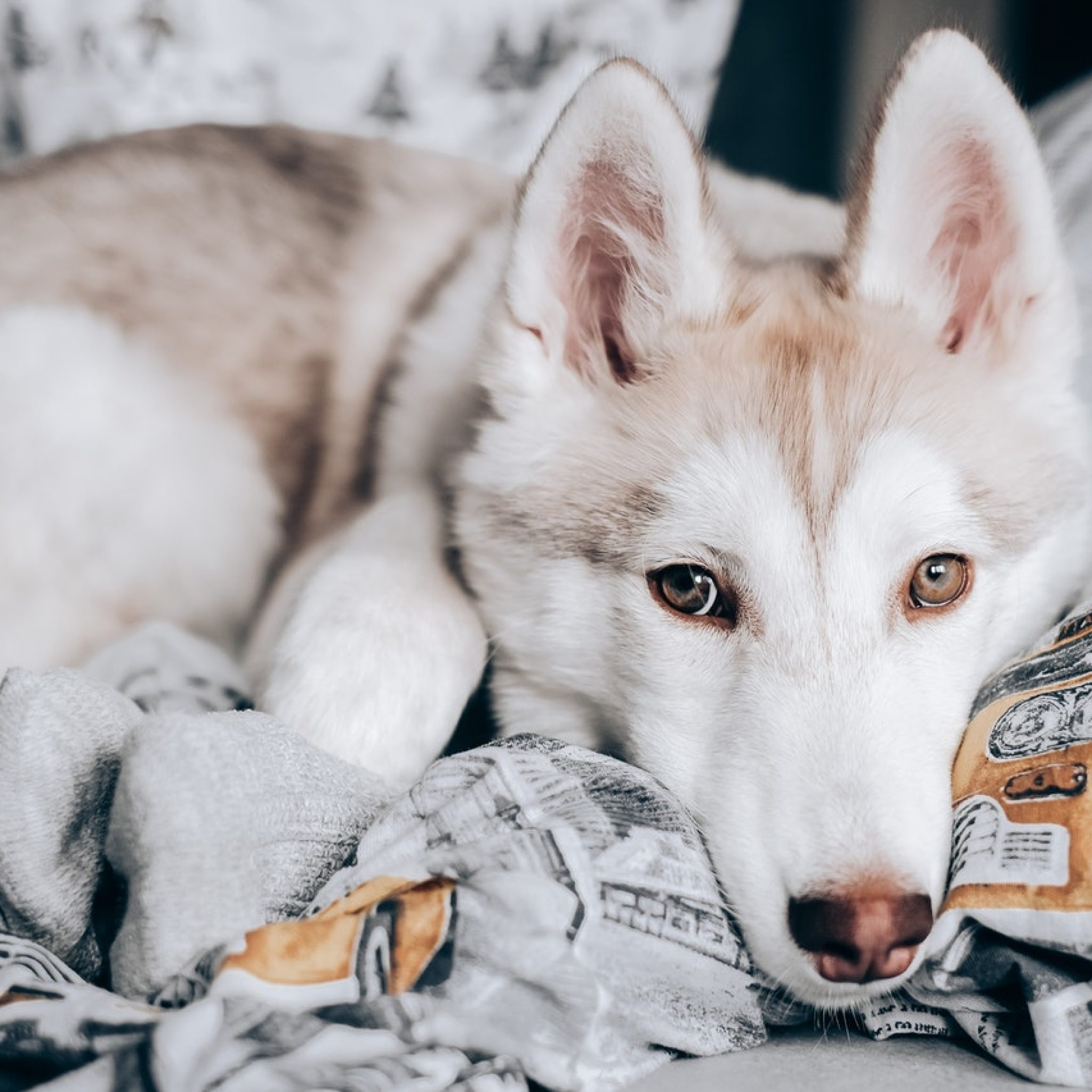 Unraveling The Beautiful Calico Dog: Patterns And Personalities