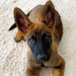 How Strong Is A Belgian Malinois Bite Force In PSI?