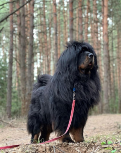 How Strong Is The Tibetan Mastiff Bite? Force in PSI