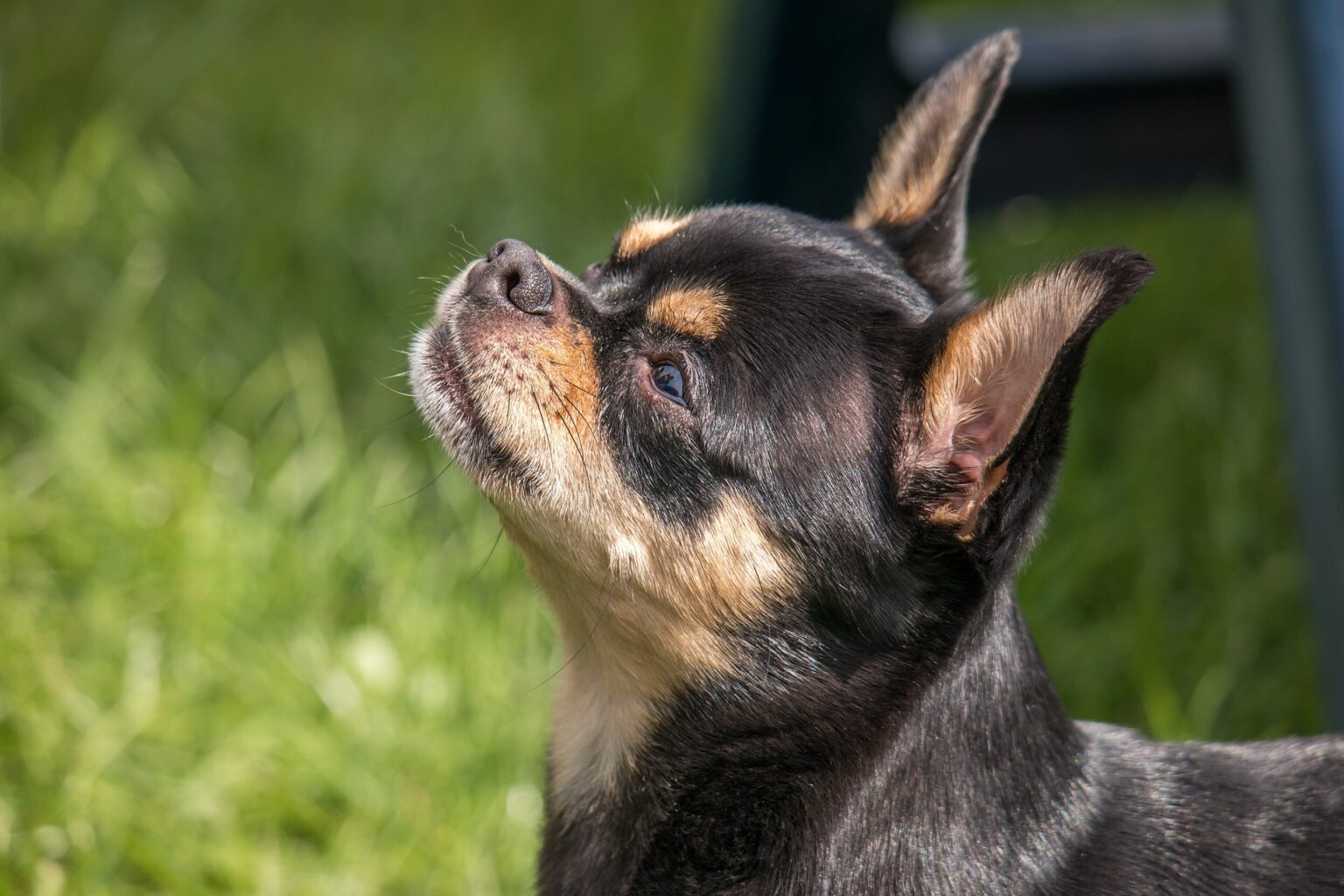 The Complete Guide To The Beautiful Long Haired Chihuahua