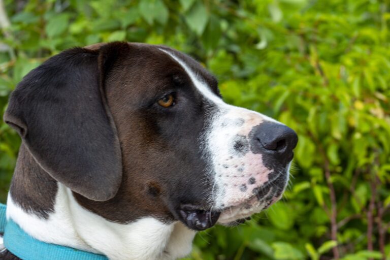 Unraveling The Beautiful Calico Dog: Patterns And Personalities